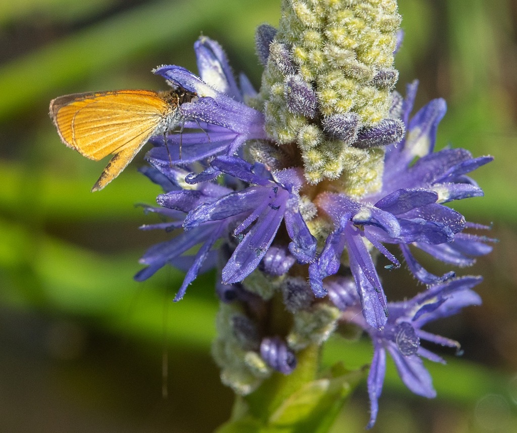 Least Skipper from Farles Prairie, Ocala National Forest, Marion County ...