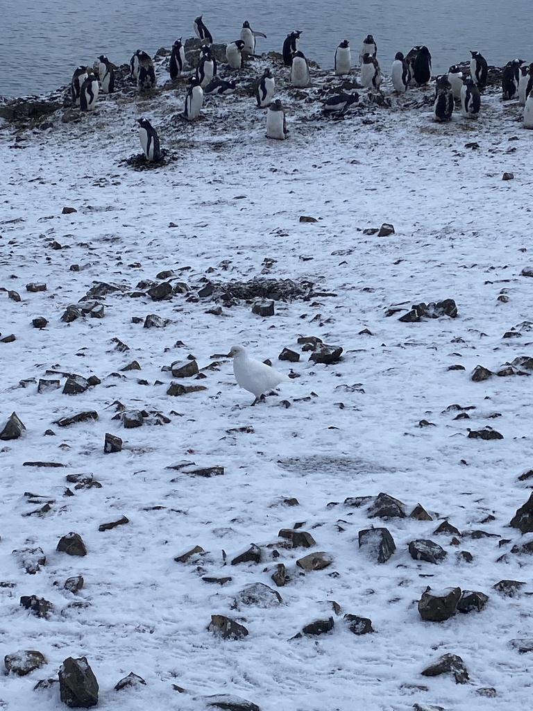 Snowy Sheathbill from Southern Ocean, AQ on March 20, 2024 at 08:33 AM ...
