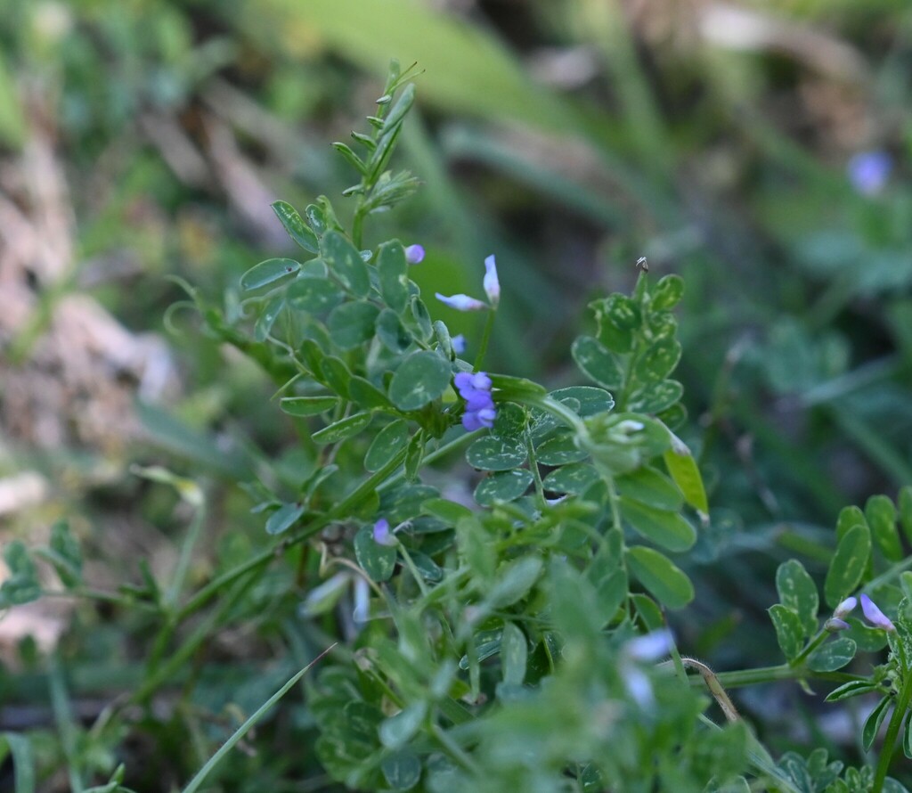 slender vetch from South Side, Corpus Christi, TX, USA on March 27 ...