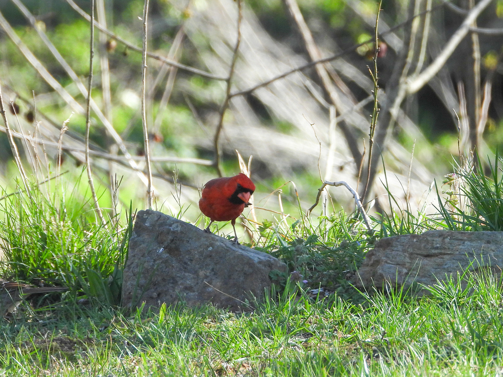 Northern Cardinal from Baxter County, AR, USA on March 27, 2024 at 05: ...