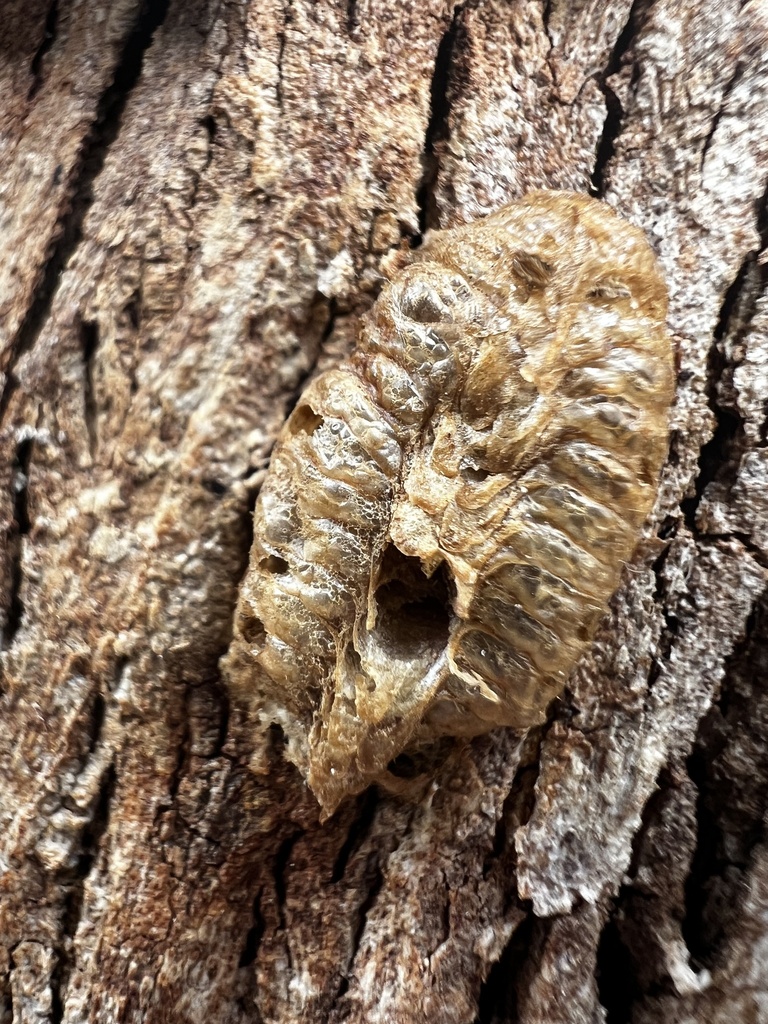 False Garden Mantis from Wattle Park, Burwood, VIC, AU on March 28 ...