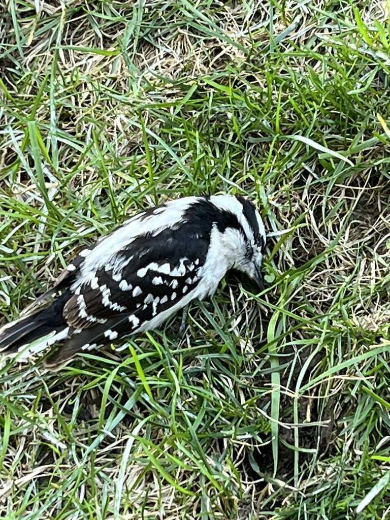 Downy Woodpecker from N Fourth St, St. Louis, MO, US on March 27, 2024 ...