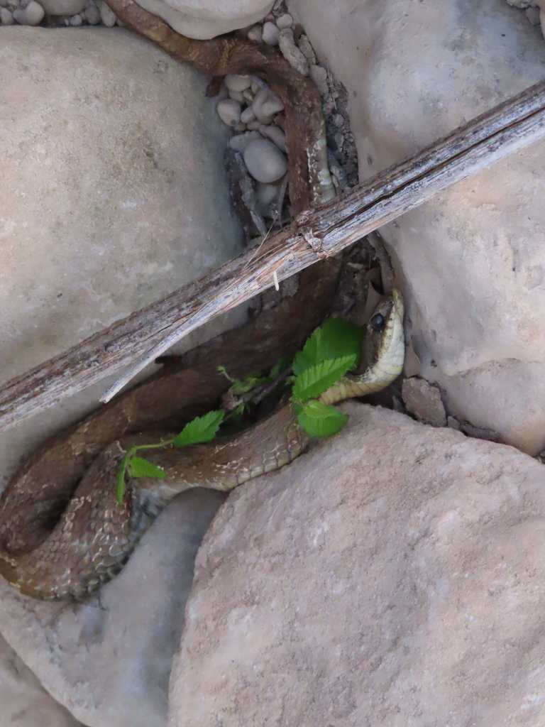 Eastern Hognose Snake from Barton Hills, Austin, TX, USA on March 11 ...