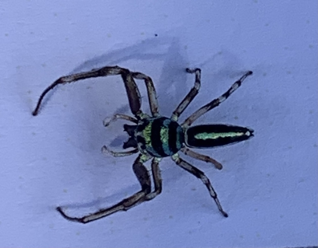 Iridescent Jumping Spiders from Currumbin Wildlife Sanctuary, Currumbin ...