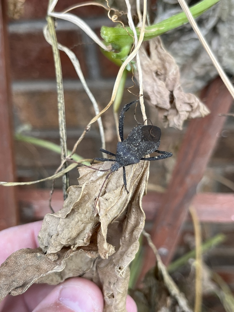 Florida Leaf-footed Bug from Collin, Texas, United States on November ...