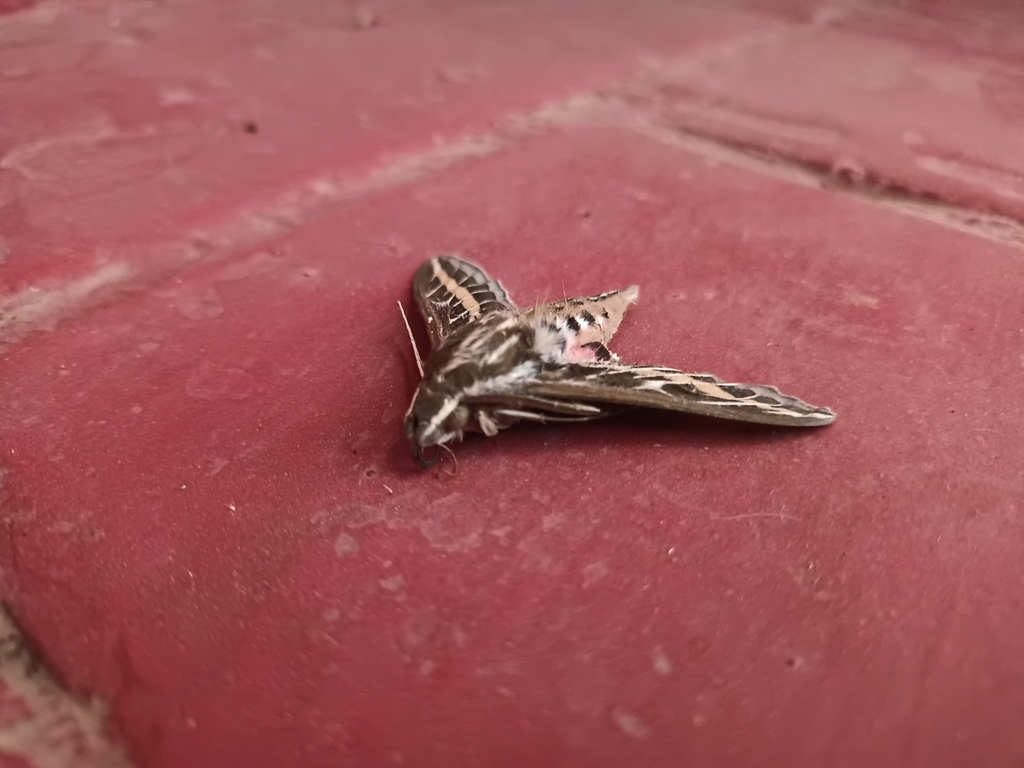 White-lined Sphinx from Molino de Flores, Ctra. a Molino de Flores ...