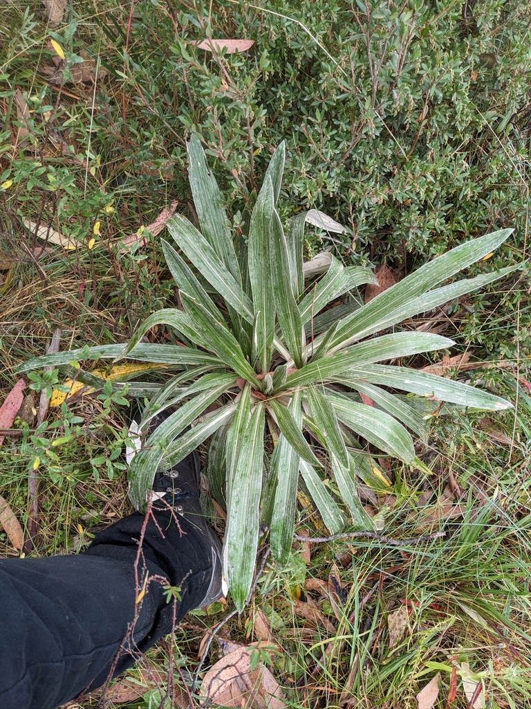 Celmisia latifolia from Arbuckle VIC 3858, Australia on March 15, 2024 ...