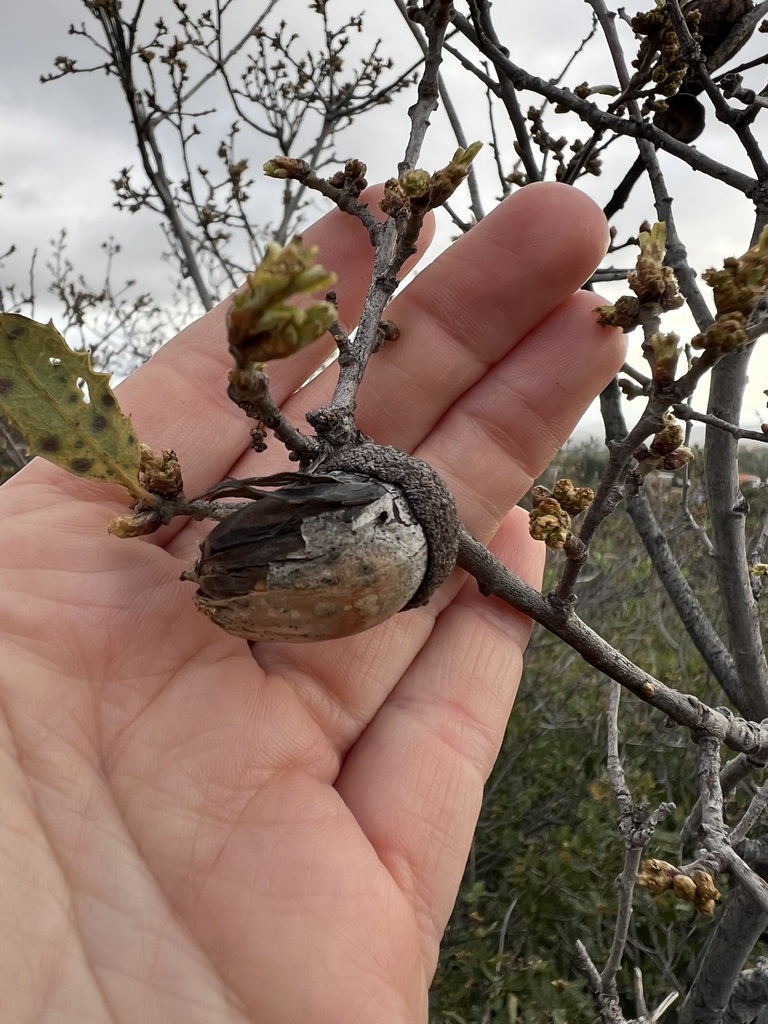 Torrey's Hybrid Oak from Alpine, CA, USA on March 26, 2024 at 05:45 PM ...