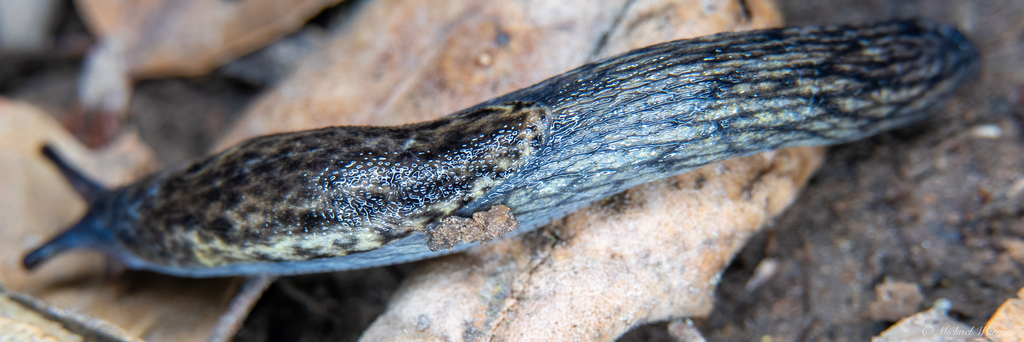 Reticulate Taildropper from El Sobrante Hills, Richmond, CA 94803, USA ...