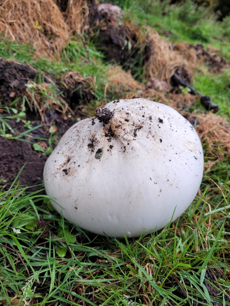 giant puffball from Dean 9691, New Zealand on March 28, 2024 at 10:01 ...