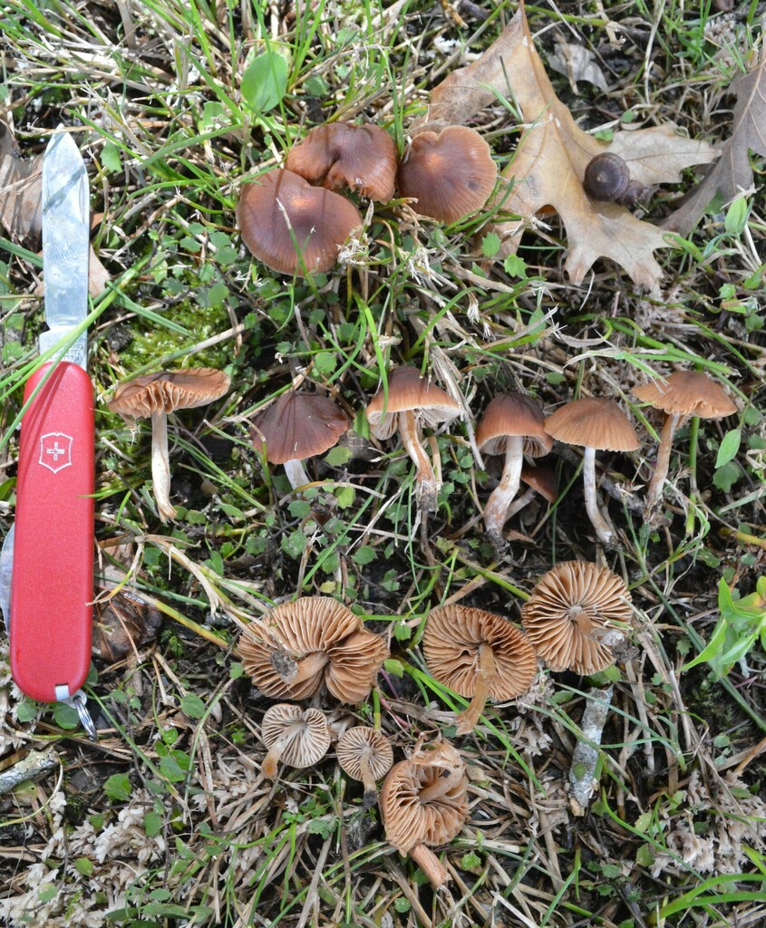 willow aldercap from Huntly, New Zealand on March 28, 2024 at 12:27 PM ...