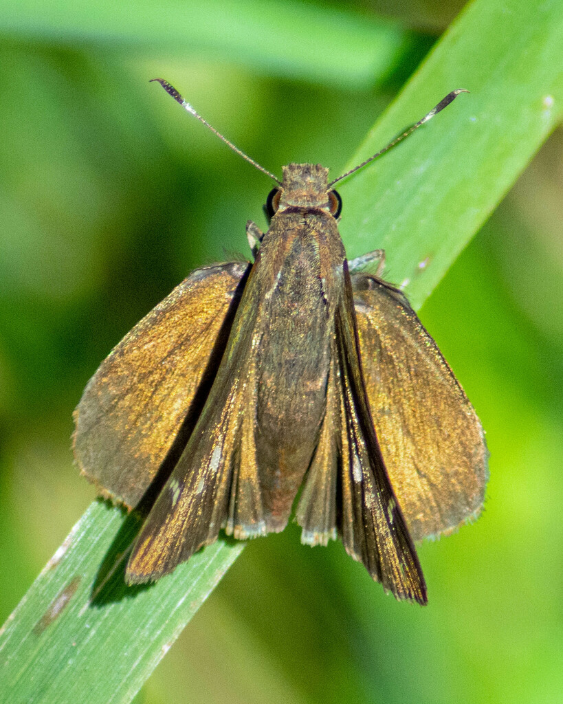 Ocola Skipper from Orangeburg County, SC, USA on September 28, 2019 at ...