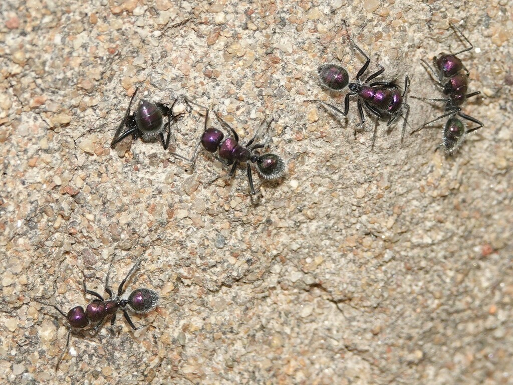 Calomyrmex splendidus from Northhead QLD 4871, Australia on March 24 ...