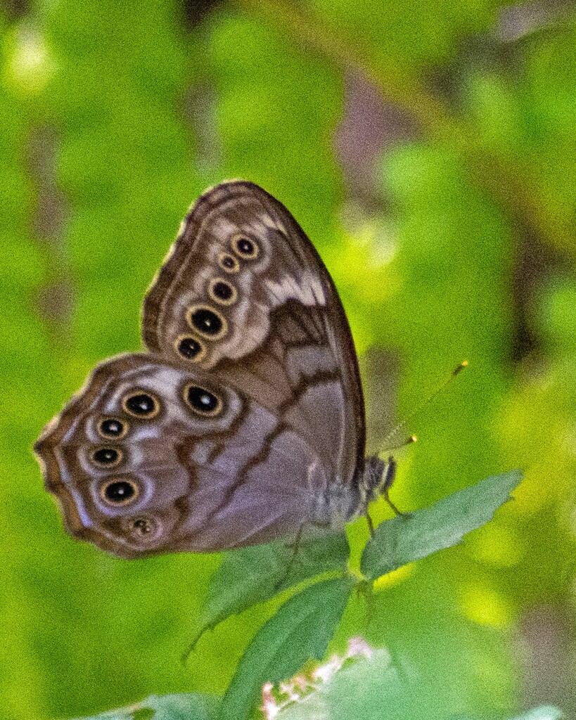 Creole Pearly-eye from Orangeburg County, SC, USA on September 28, 2019 ...