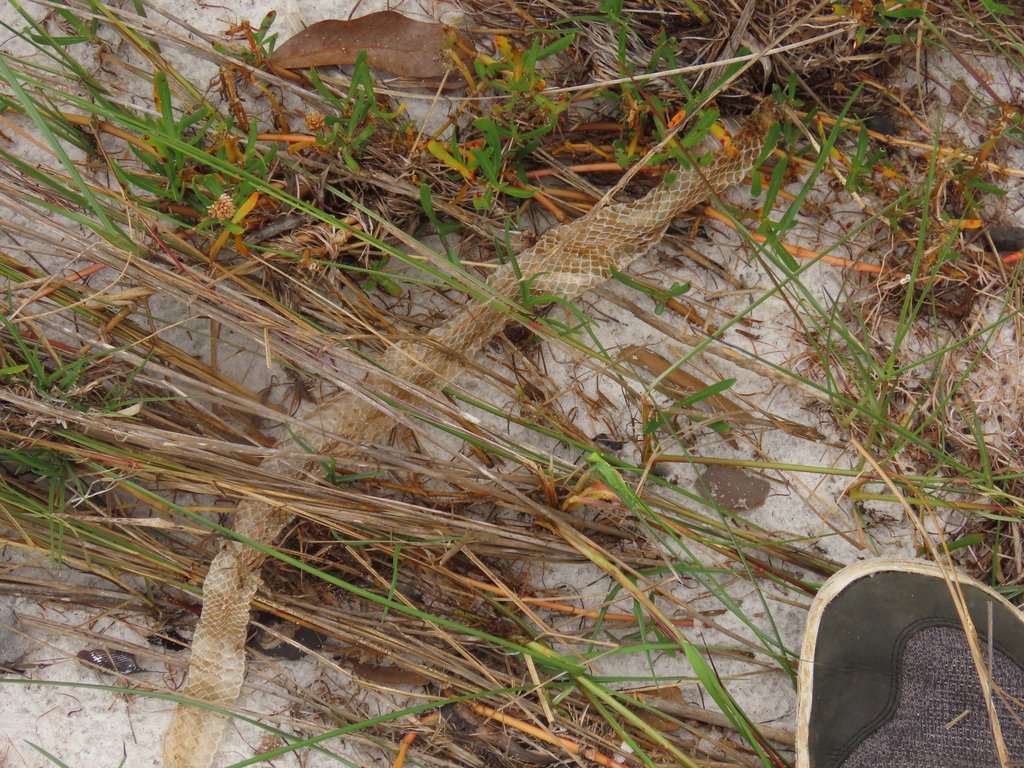 Colubrid Snakes from Franklin, Florida, United States on March 27, 2024 ...