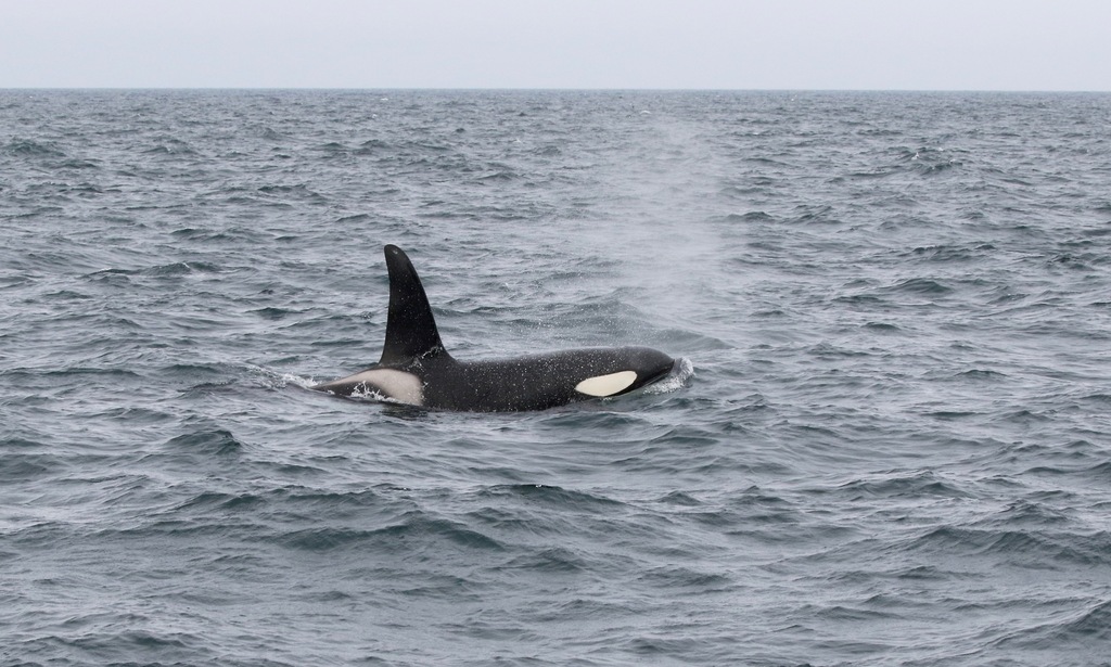 Orca from Stykkishólmur, Iceland on June 13, 2023 at 11:05 AM by ...