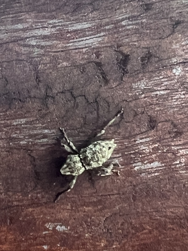 Insects in February 2024 by gratitude888 · iNaturalist