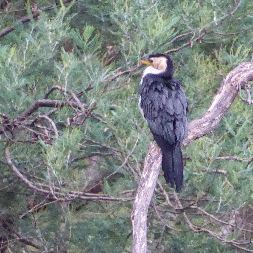 Little Pied Cormorant from Blackburn Lake Sanctuary VIC 3130, Australia ...