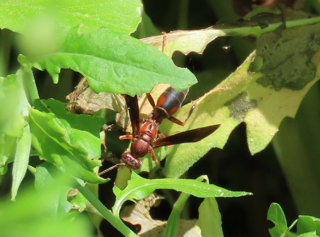 Metric Paper Wasp from Missouri City, TX, USA on March 26, 2024 at 01: ...