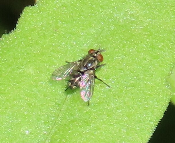 Metopia from Missouri City, TX, USA on March 26, 2024 at 01:38 PM by ...