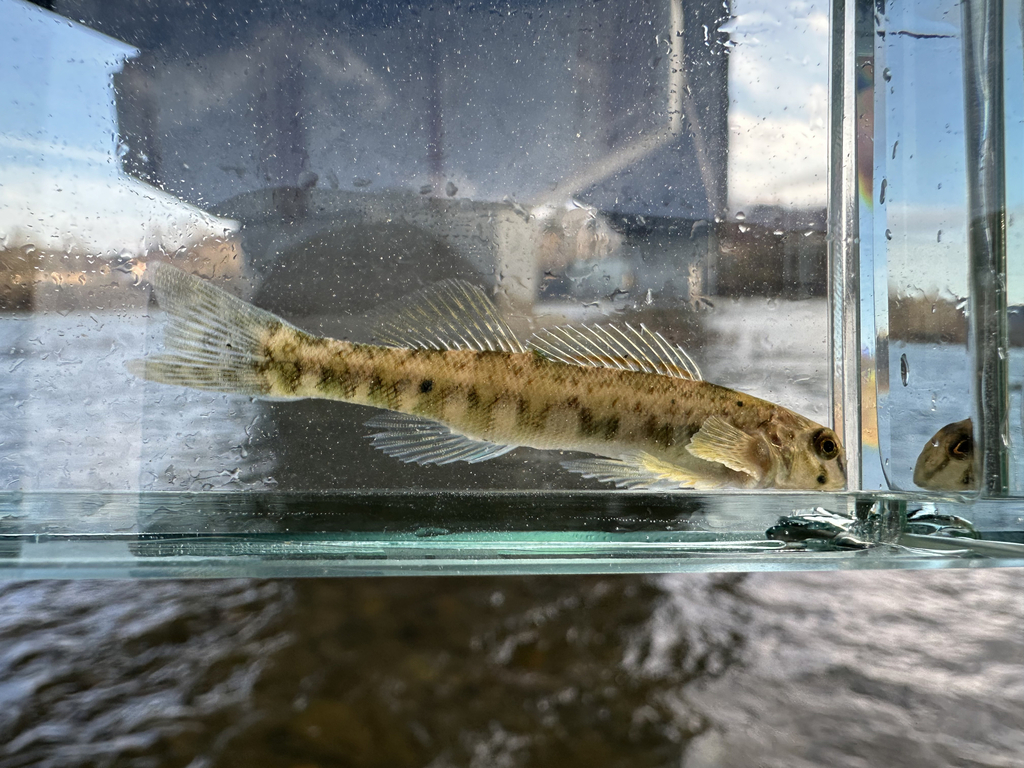 Greenside Darter from Oil City, PA 16301, USA on March 27, 2024 at 06: ...