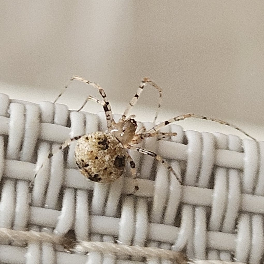 Cobweb Spiders from Holland Park QLD 4121, Australia on March 28, 2024 ...
