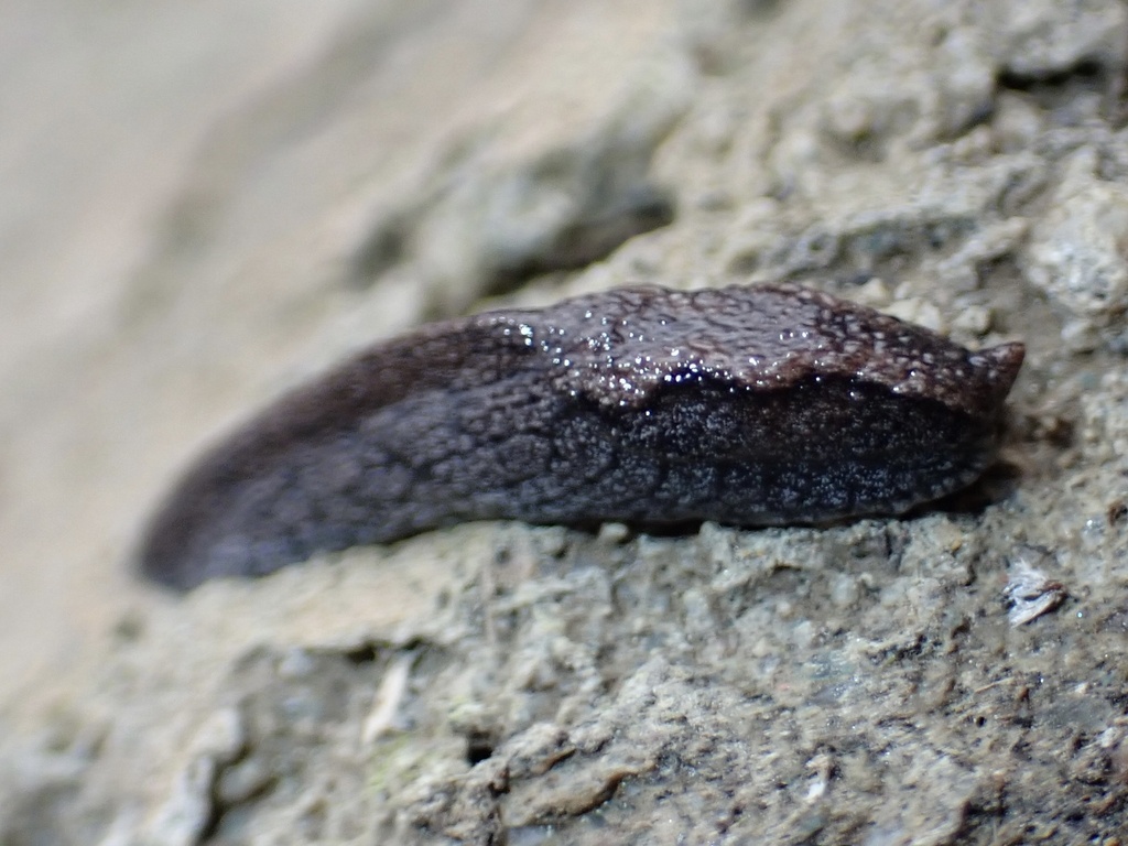 American Keeled Slug in March 2024 by Chalon Boesel. One of six ...