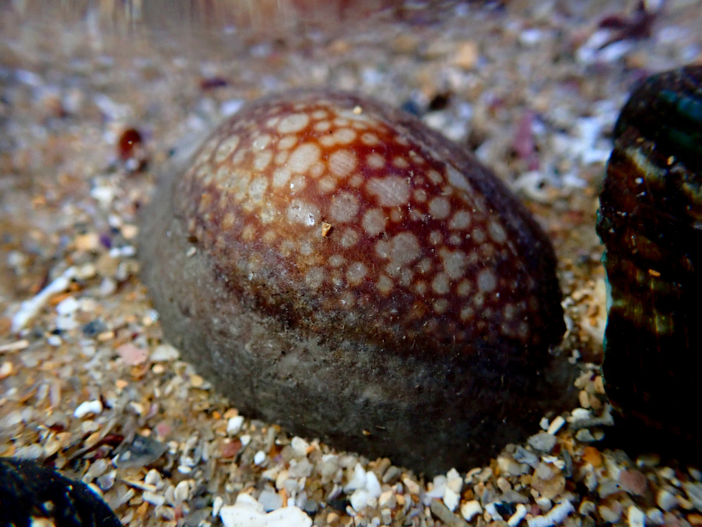 Snakehead Cowrie from Bateau Bay Beach, NSW, Australia on March 27 ...