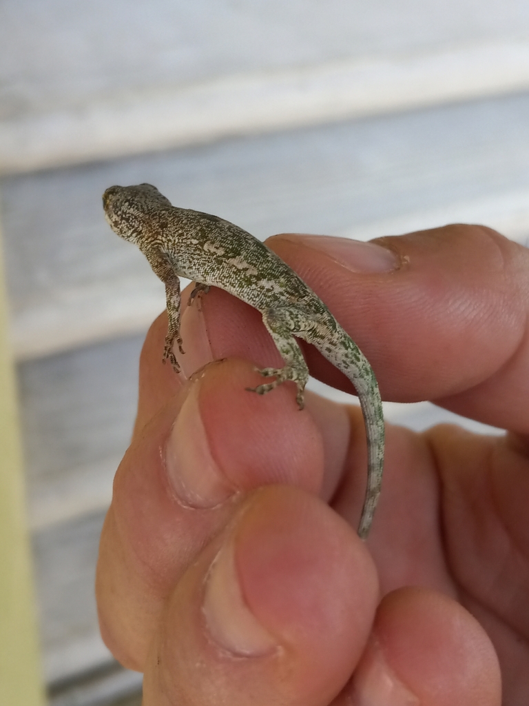 Green Twig Anole in March 2024 by Martin Reith · iNaturalist