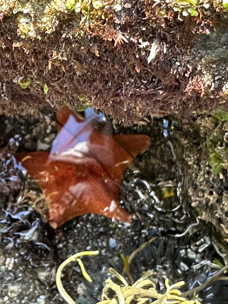 Bat Star from Dana Point, CA, USA on March 23, 2024 at 02:51 PM by ...