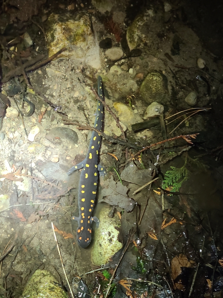 Spotted Salamander from Guelph, ON N1H 6J3, Canada on March 27, 2024 at ...