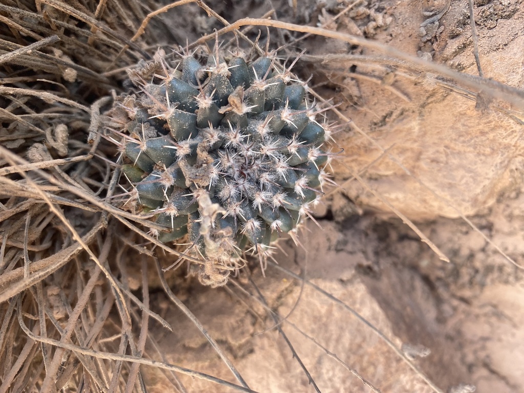 Mammillaria uncinata from Victoria, Gto., MX on March 27, 2024 at 10:09 ...