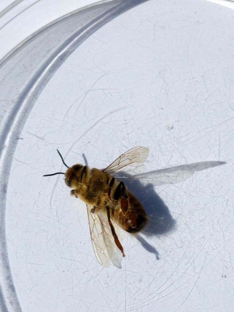 Western Honey Bee from 3613 NE 42nd St Seattle, WA 98105 on May 6, 2016 ...