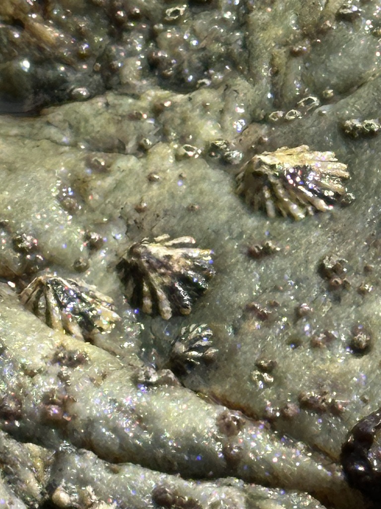 Lottia Limpets from Orange County, CA, USA on March 23, 2024 at 02:12 ...