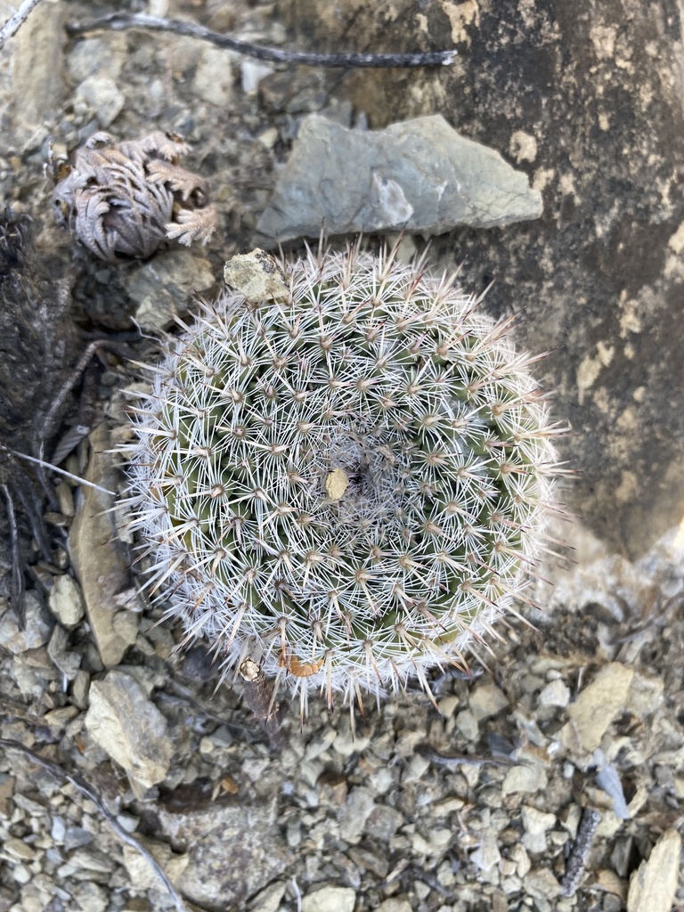 Mammillaria formosa from Xichú, Gto., MX on March 27, 2024 at 12:15 PM ...