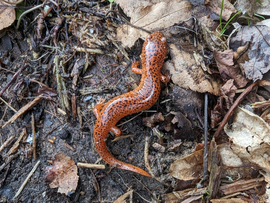 Red Salamander from Hayesville, NC 28904, USA on March 27, 2024 at 05: ...