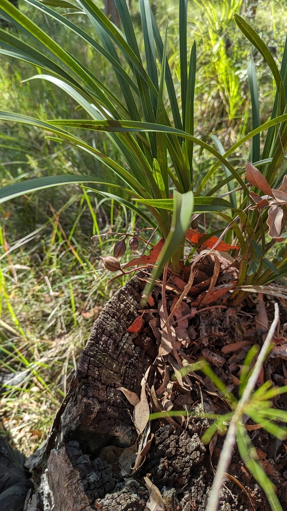 Snake Orchid in March 2024 by M. quinquenervia · iNaturalist