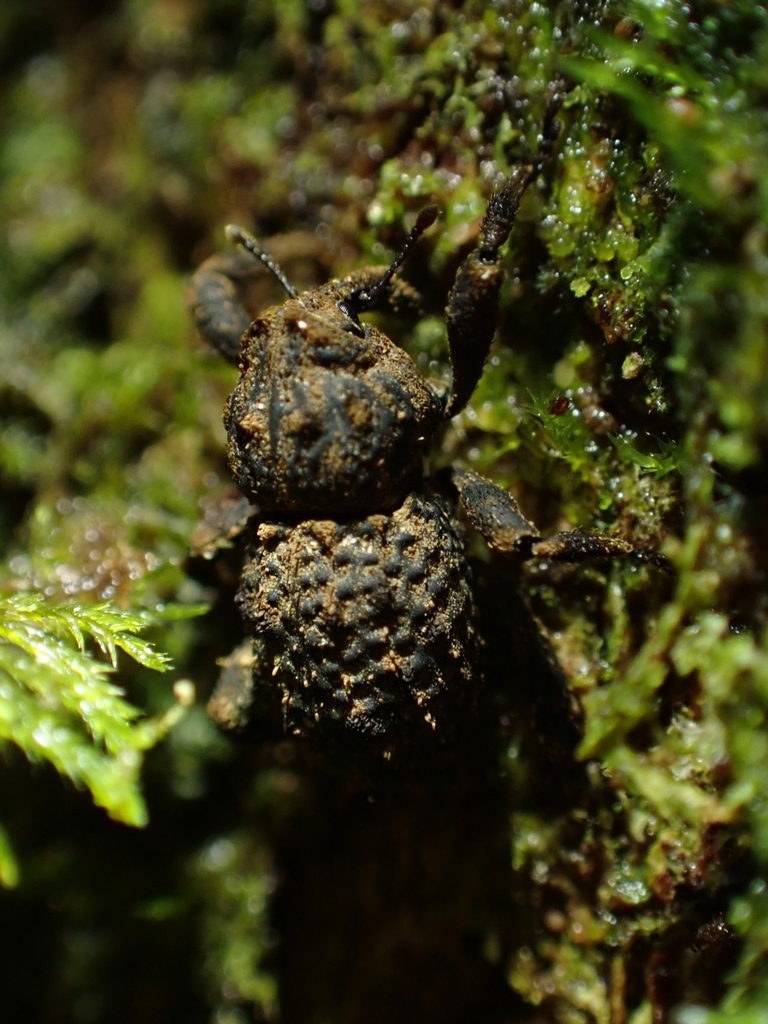 Poropterus in March 2024 by Michelle Colpus · iNaturalist