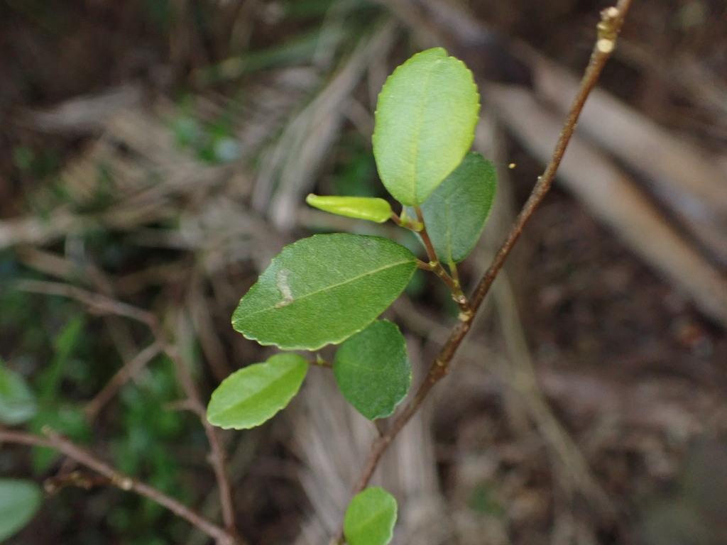 Large-leaved milk tree from Whangārei Heads 0174, New Zealand on March ...