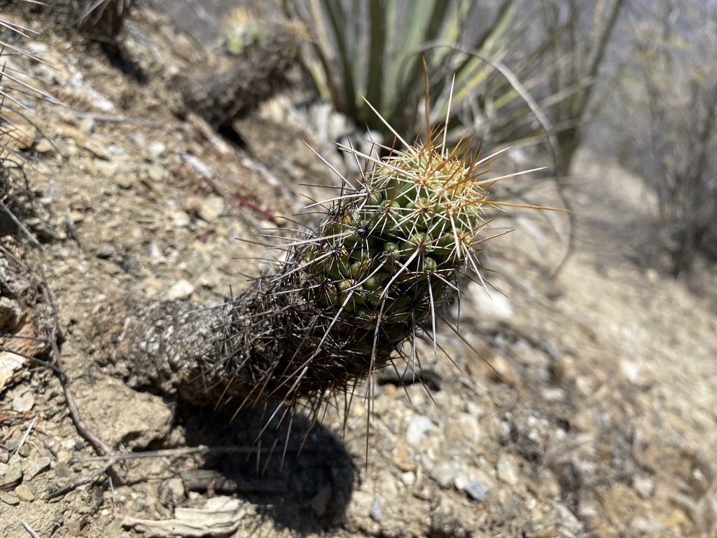 Coryphantha octacantha from Xichú, Gto., MX on March 27, 2024 at 01:09 ...