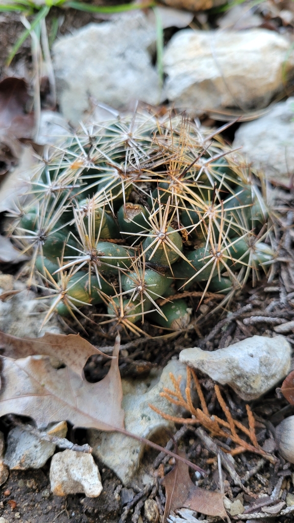 Grooved nipple cactus from Leander, TX 78641, USA on March 27, 2024 at ...