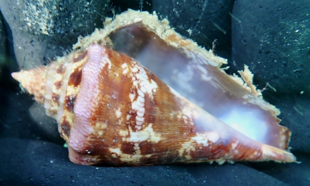 Peruvian conch from Golfo De Panamá, Provincia de Panamá, PA on March ...