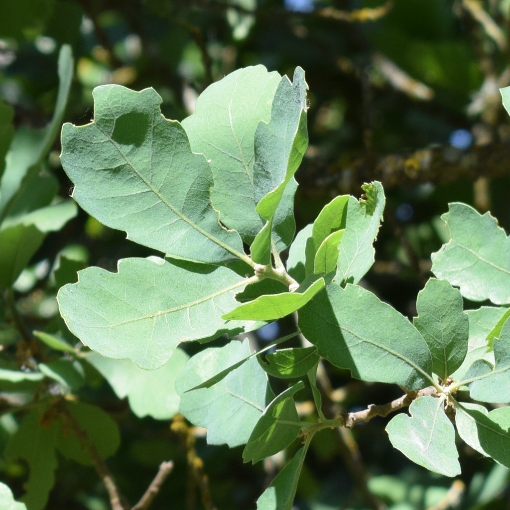 blue oak (Quercus douglasii) - Botanical Realm