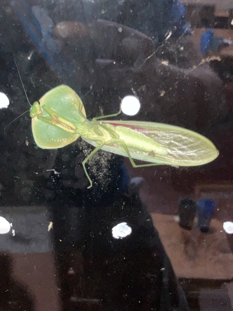 Peruvian Shield Mantis from Perez Zeledon, San Jose, CR on March 27 ...