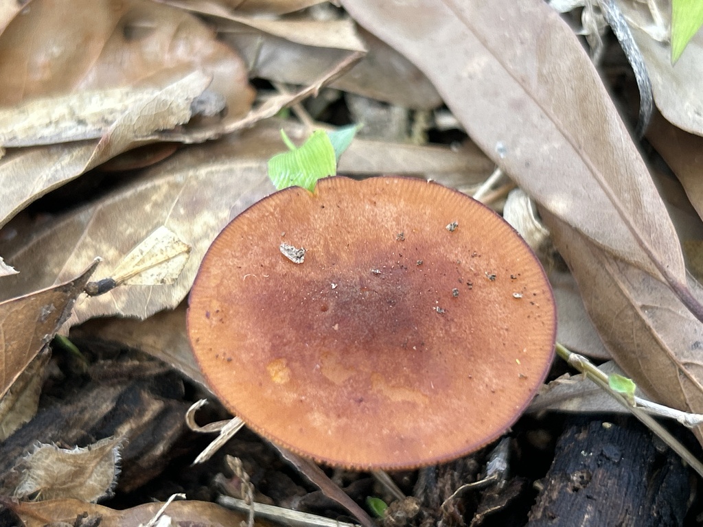Heimiomyces tenuipes from Lorman, MS, US on March 27, 2024 at 01:30 PM ...
