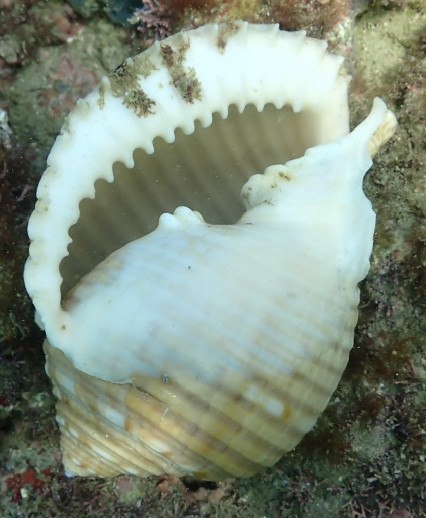 Grinning Tun Snail from Golfo De Panamá, Provincia de Panamá, PA on ...
