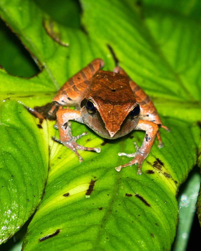 Cachabi Robber Frog from El Cedral, Santa Rosa de Cabal, Risaralda ...