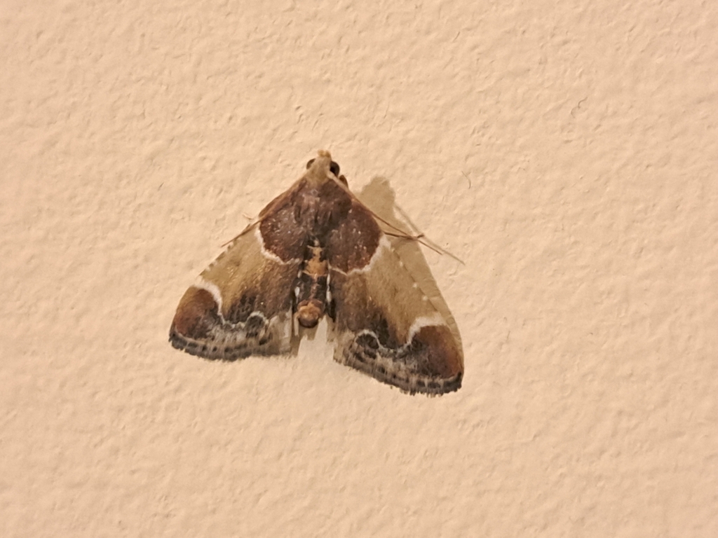 Meal moth from Ramsey County, US-MN, US on March 27, 2024 at 11:12 PM ...