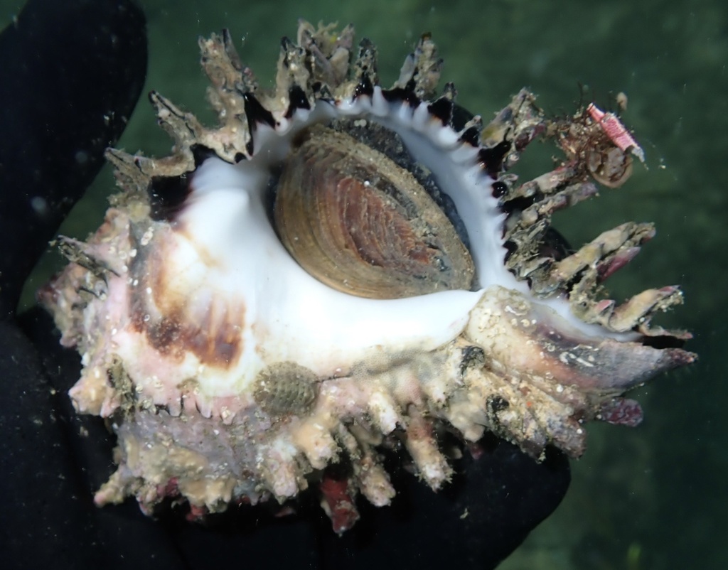 Muricanthus radix from Canal de la Guarda, Provincia de Panamá, PA on ...