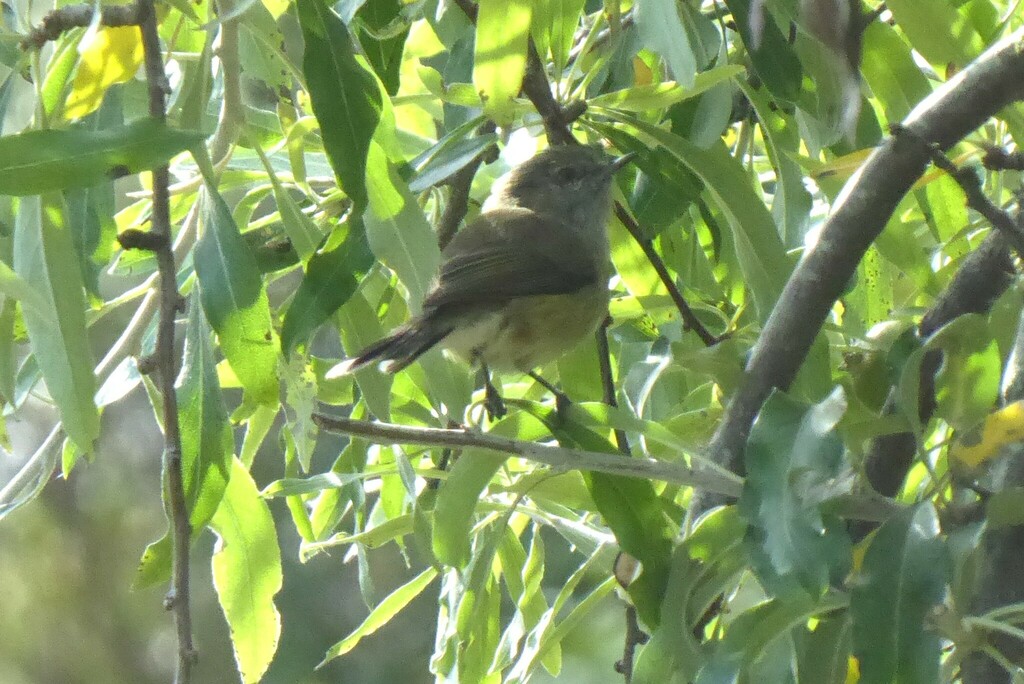 Gray Gerygone from Waikouaiti, New Zealand on March 21, 2024 at 03:23 ...